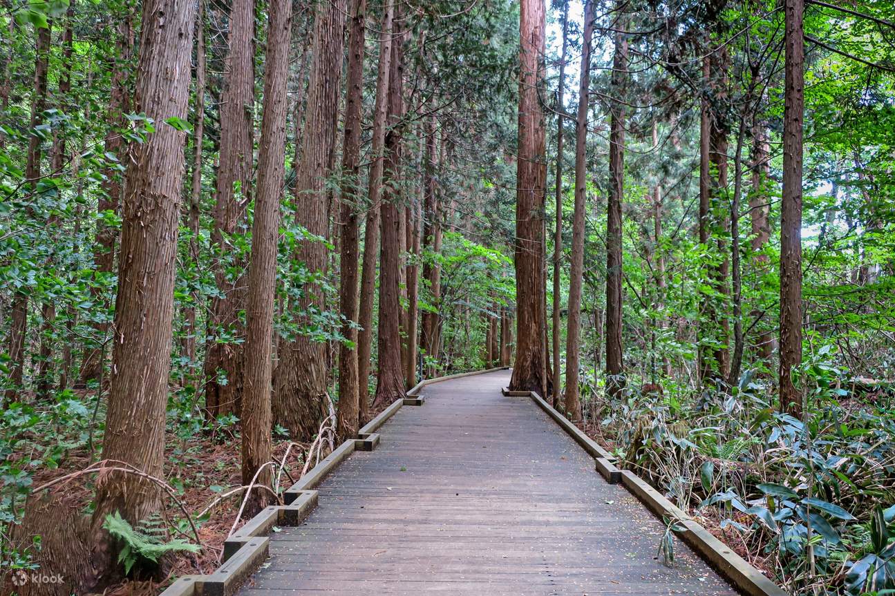 Shinrin-yoku Yoga In Hokkaido Awakening Breath at Hokkaido Shrine ...
