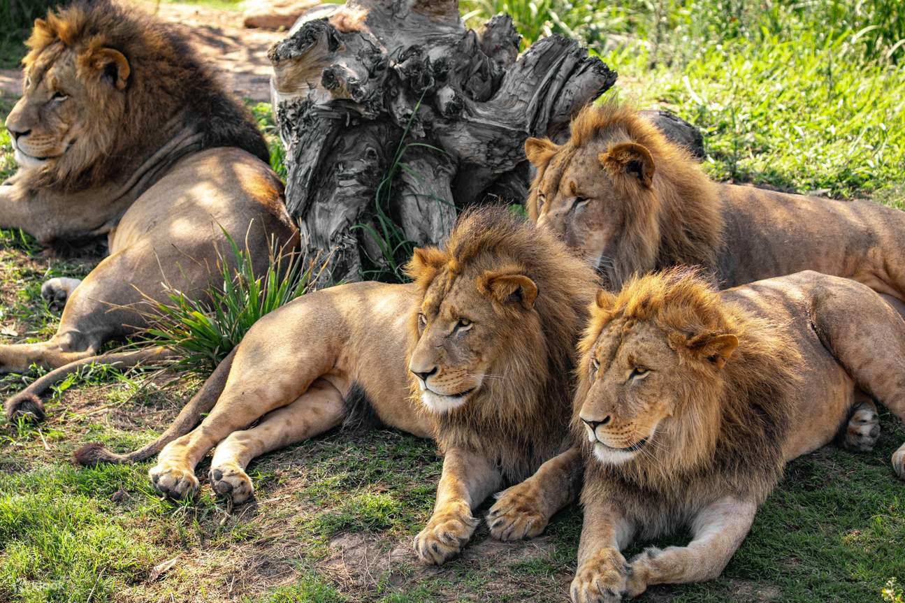 Blue Mountains Tour With Scenic World And Entry To Sydney Zoo - Klook