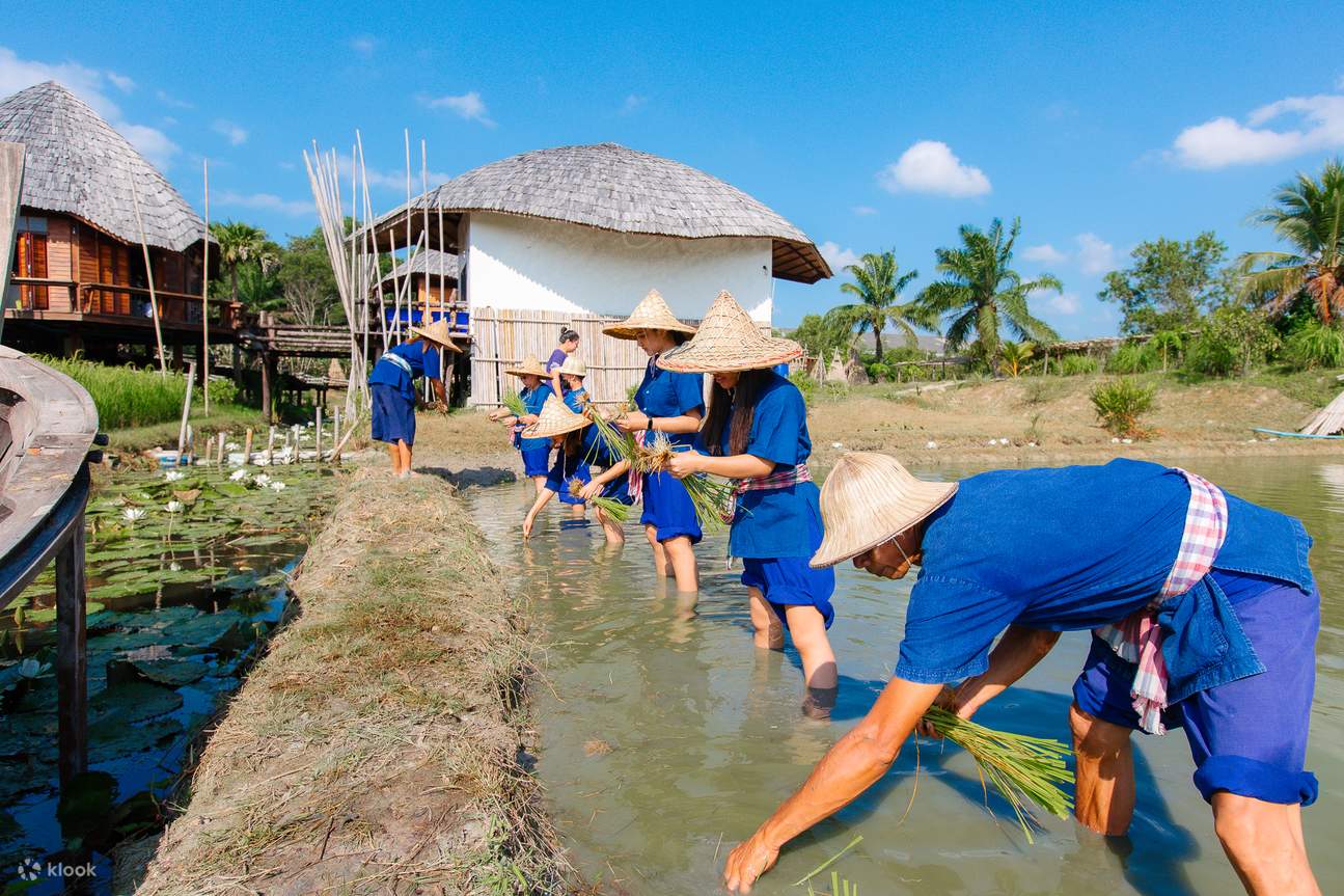 Ikuti Pengalaman Menanam dan Memanen Padi Tradisional di Krabi - Klook ...