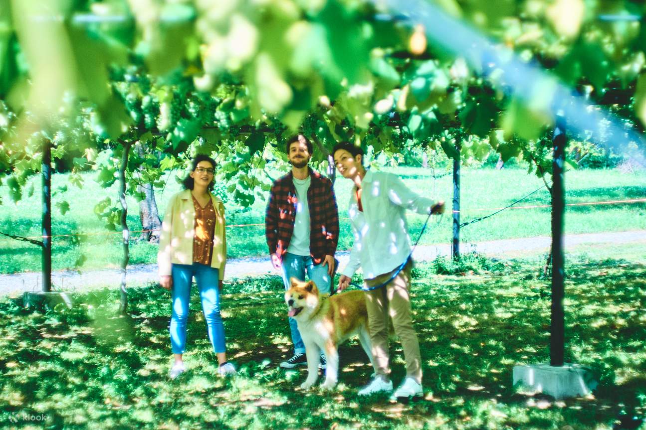 Unleash Adventure: Explore with Akita Dogs | Premier Tours at Akita ...