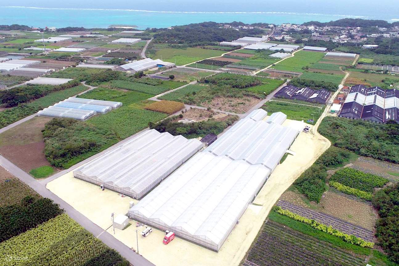 Chura Ichigo Nanjo House Strawberry Farm Ticket - Klook United States