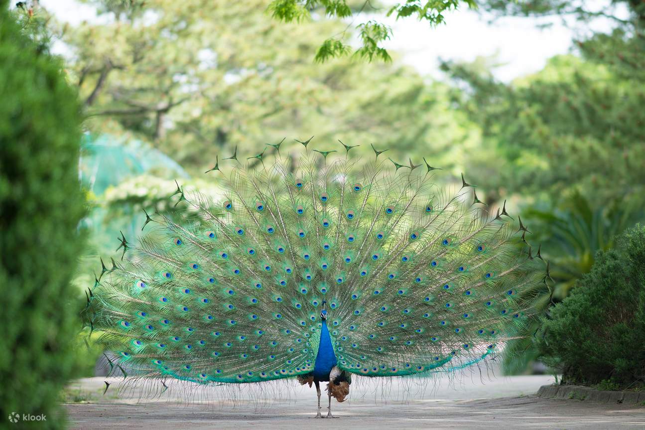 Tiket masuk Hallim Park di Jeju - Klook Indonesia