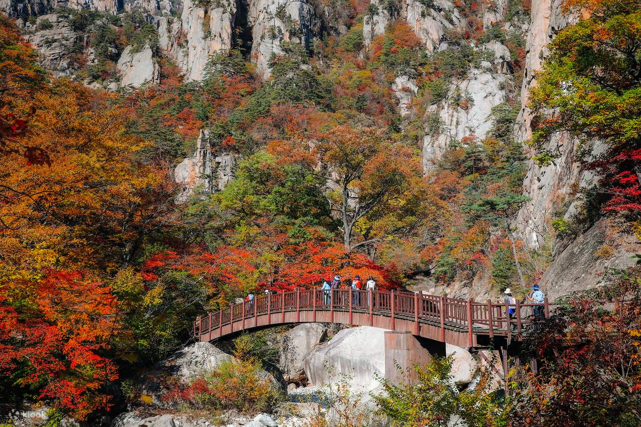 Mt. Seorak & The Tallest Ginko Tree at Yongmunsa - Klook United States