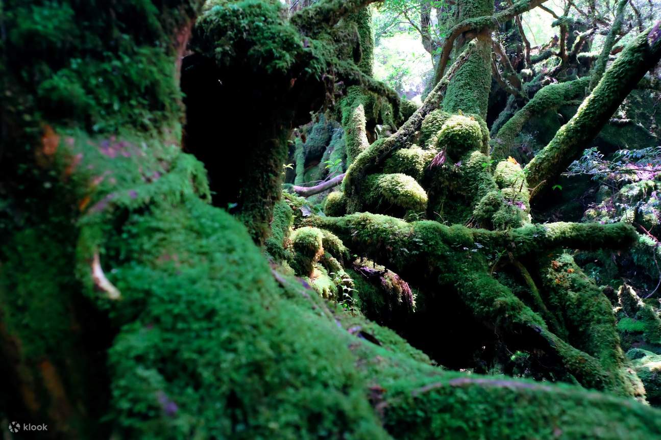 Round-trip Ticket for High-speed jetfoil “Toppy” or “Rocket” to ...