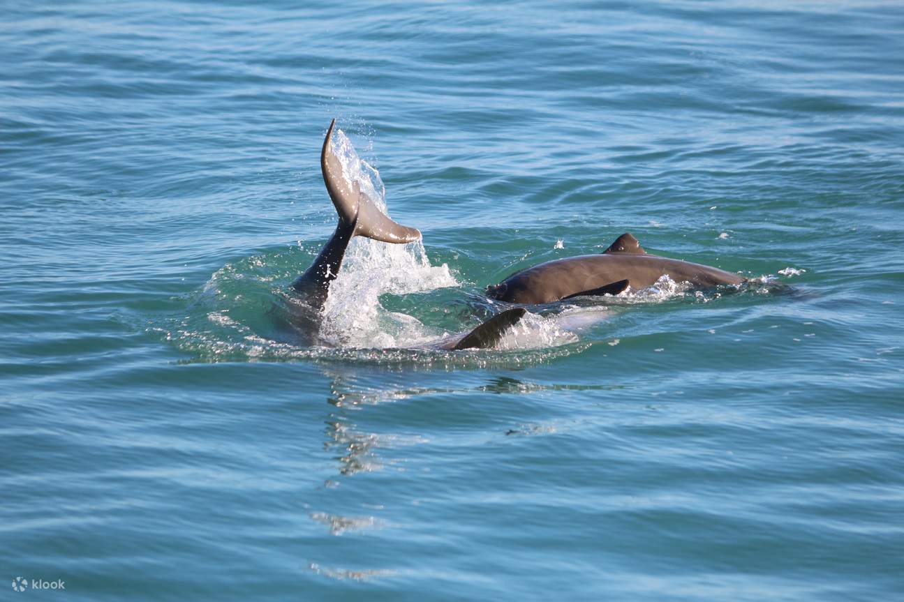 Sunset Snubfin Dolphin Cruise ab Broome - Klook, Vereinigte Staaten