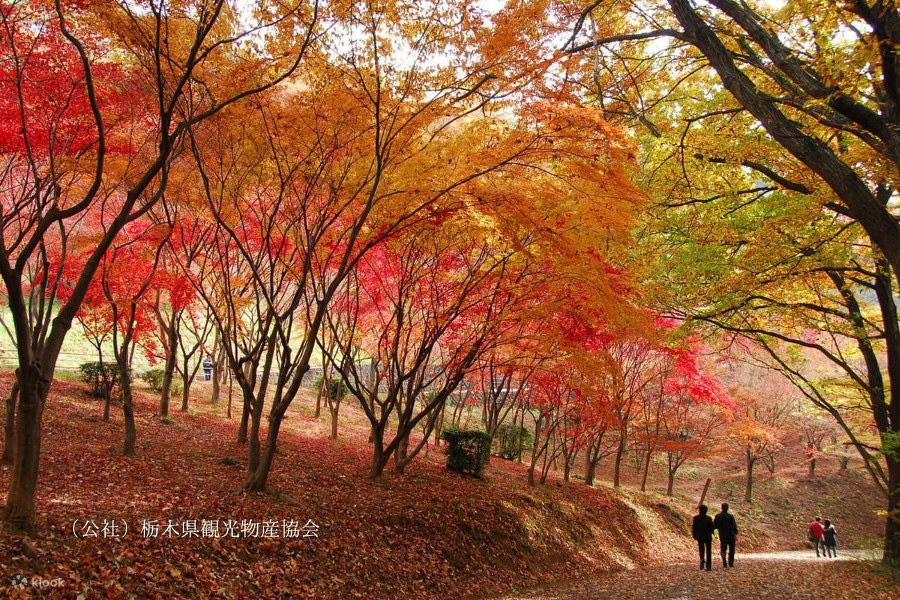 One-day maple viewing tour in Gunma: Hotokuji Temple & Takatsuto Gorge ...