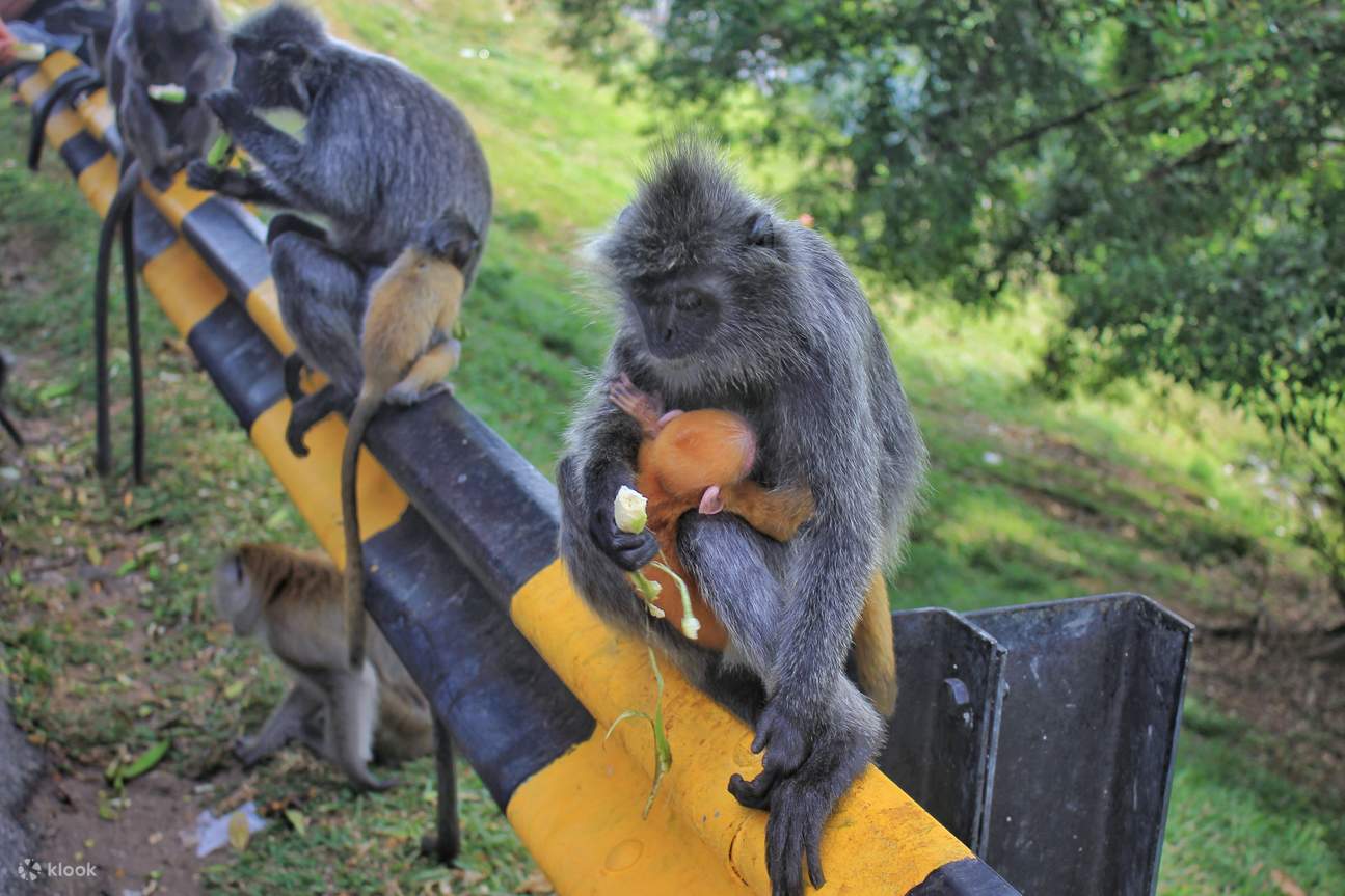 Fireflies Night Tour with Seafood Dinner and Boat Ride - Klook Malaysia