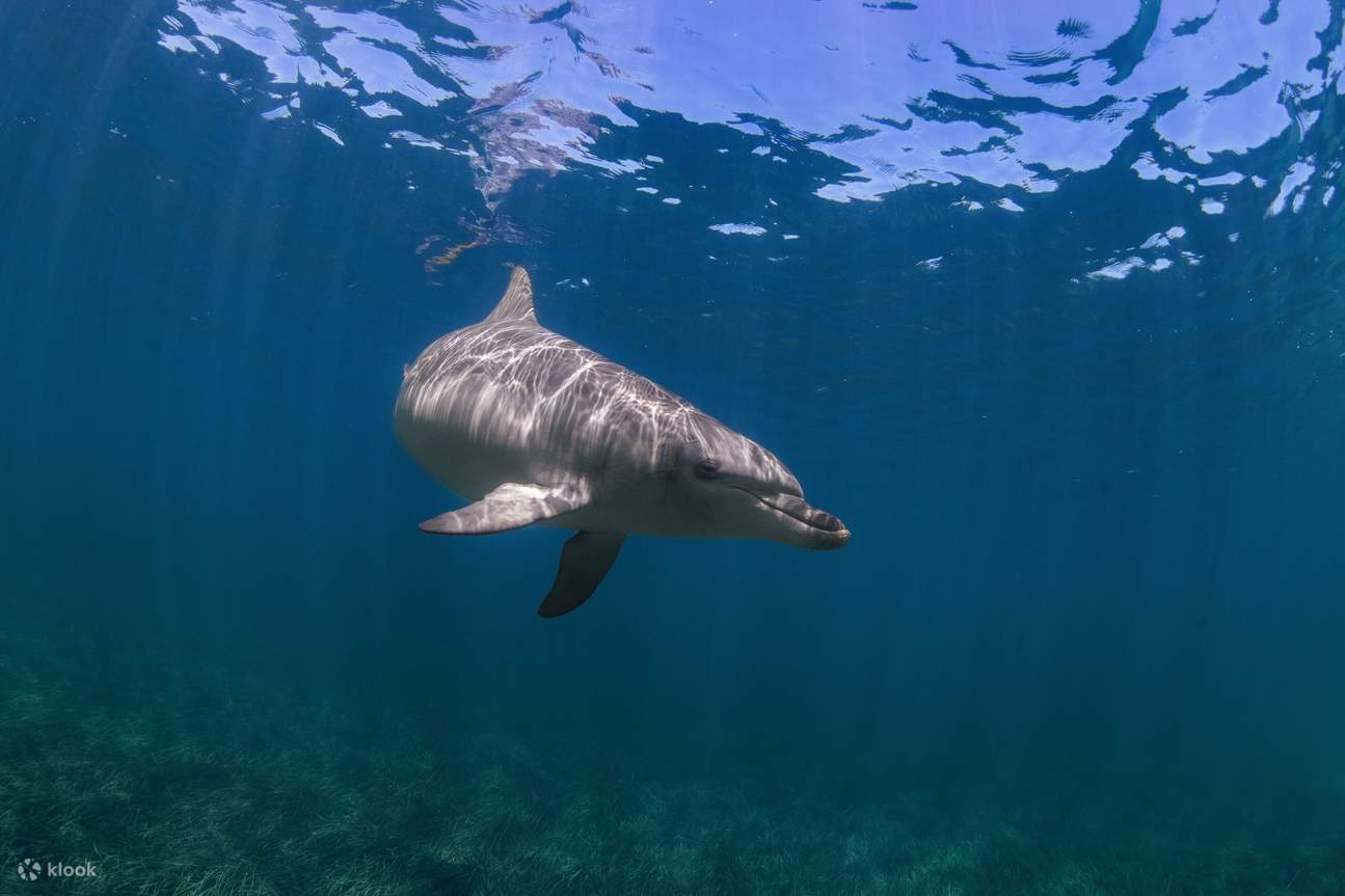 Dolphin House Reef Snorkeling Sea Trip With Transfer - Marsa Alam ...