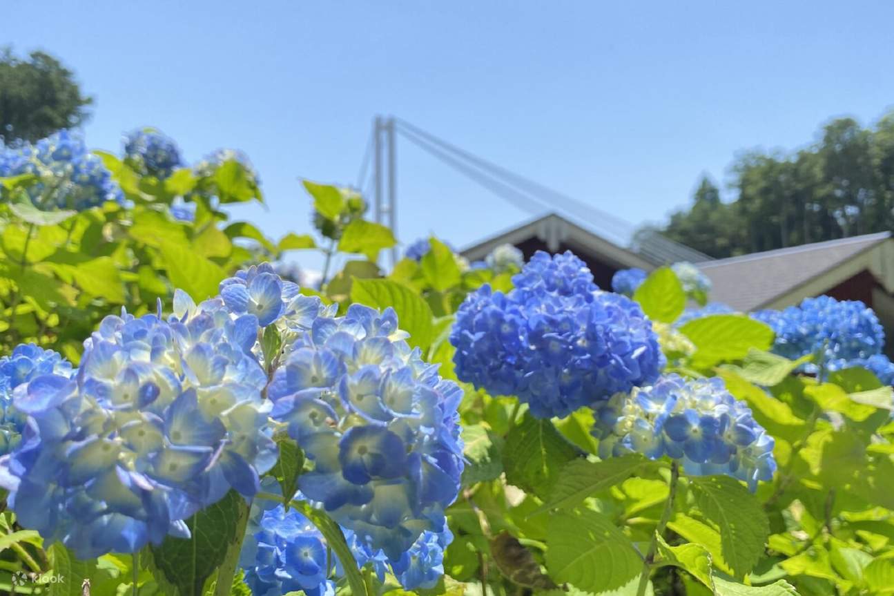 Festival Bunga Hydrangea di Taman Shimoda, Mishima Skywalk, Kereta ...