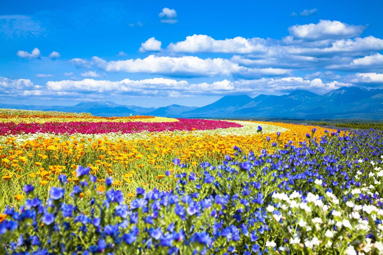 Hokkaido | Sapporo City/Furano/Lake Toya/Otaru Customized Chartered One ...