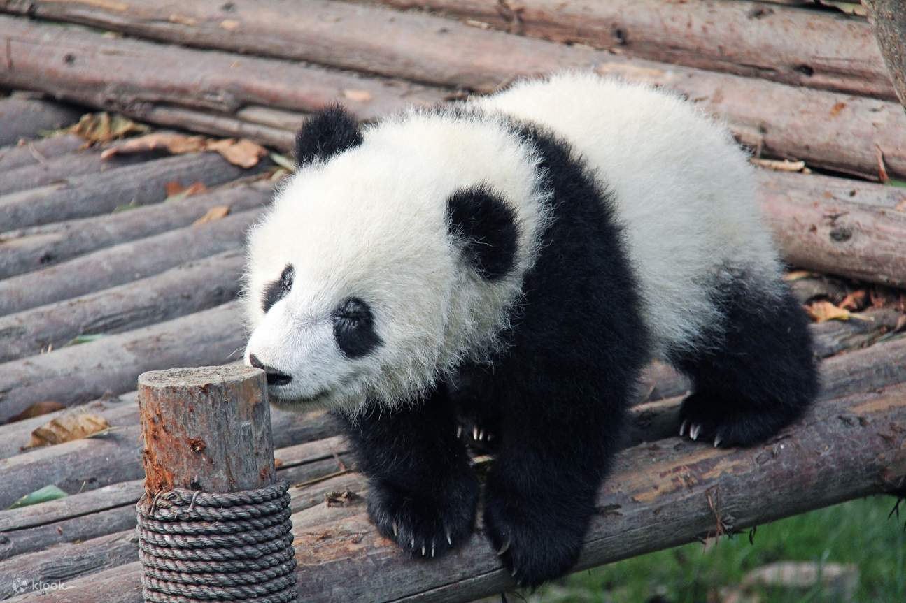 Tour privato di mezza giornata della base dei panda di Chengdu - Klook ...