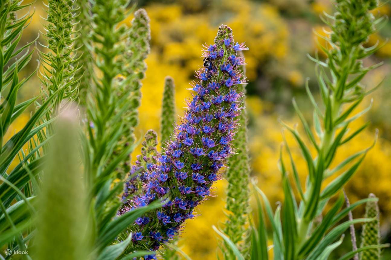 Discover Nature's Beauty: Rabaçal 25 Fountains Levada Walk & Skywalk in ...