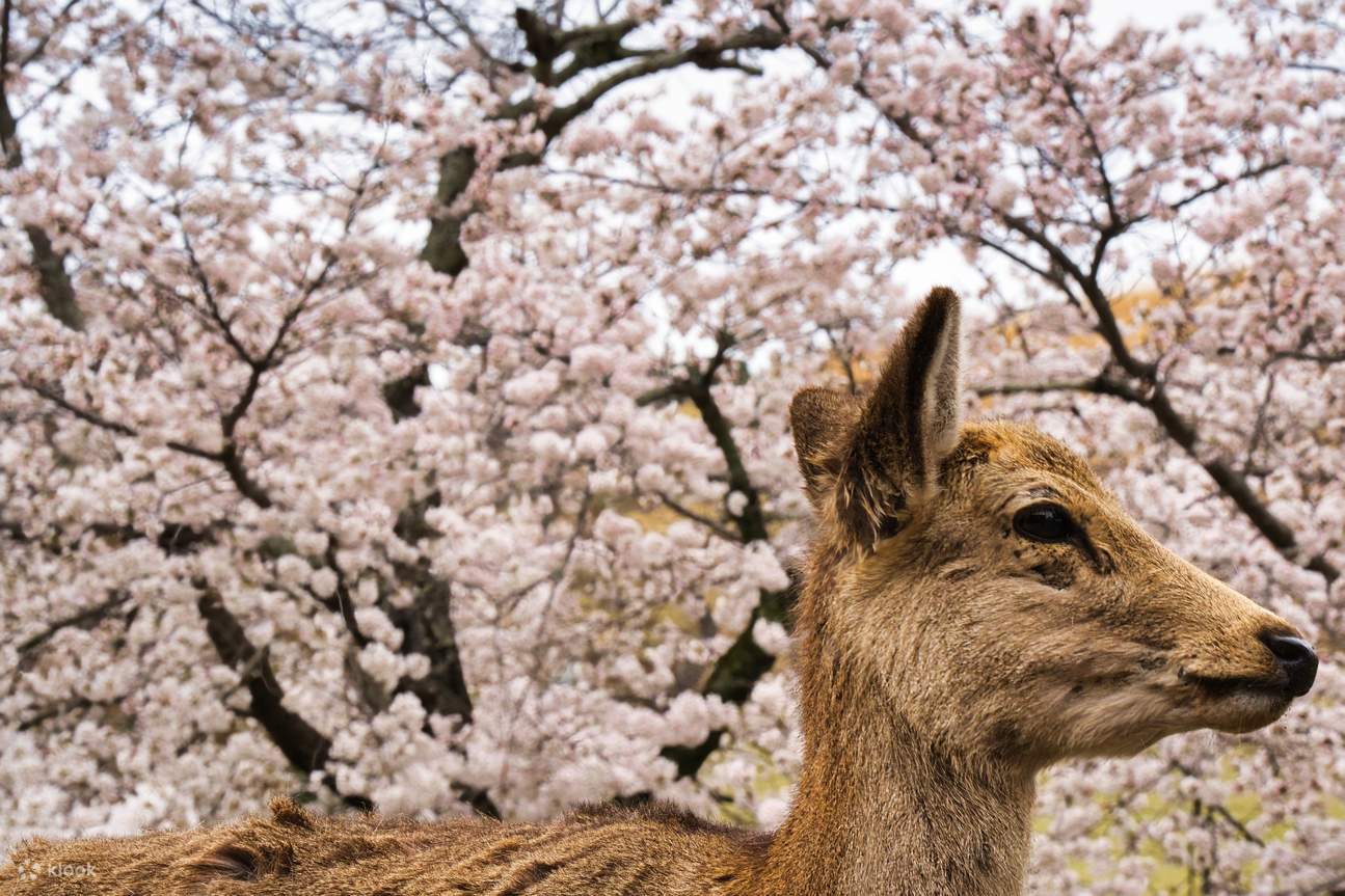 Nara World Heritage PRIVATE TOUR - Klook