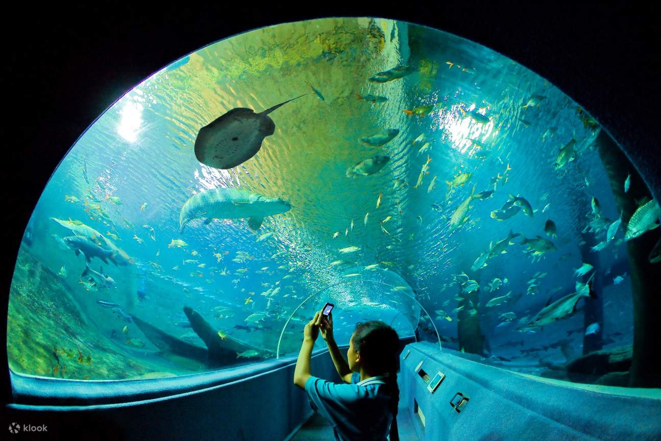 Tiket Satu Hari Akuarium Kebun Binatang Chiang Mai - Klook Indonesia