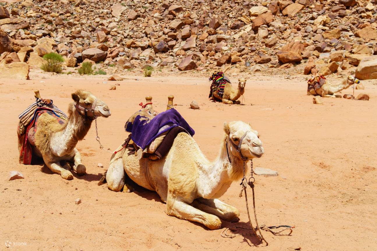ATV Gurun Sinai, Naik Unta, dan Tur Pertunjukan dari Sharm El Sheikh ...