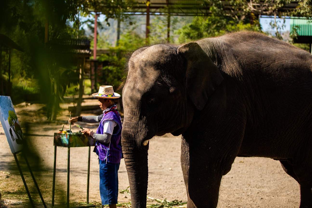 Chiang Mai: Hug Chang Maetaeng Elephant Park with Private Transfer ...