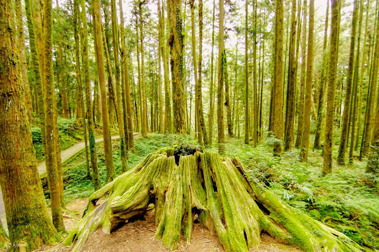 Alishan Day Tour from Taichung, Chiayi, or Kaohsiung - Klook Singapore