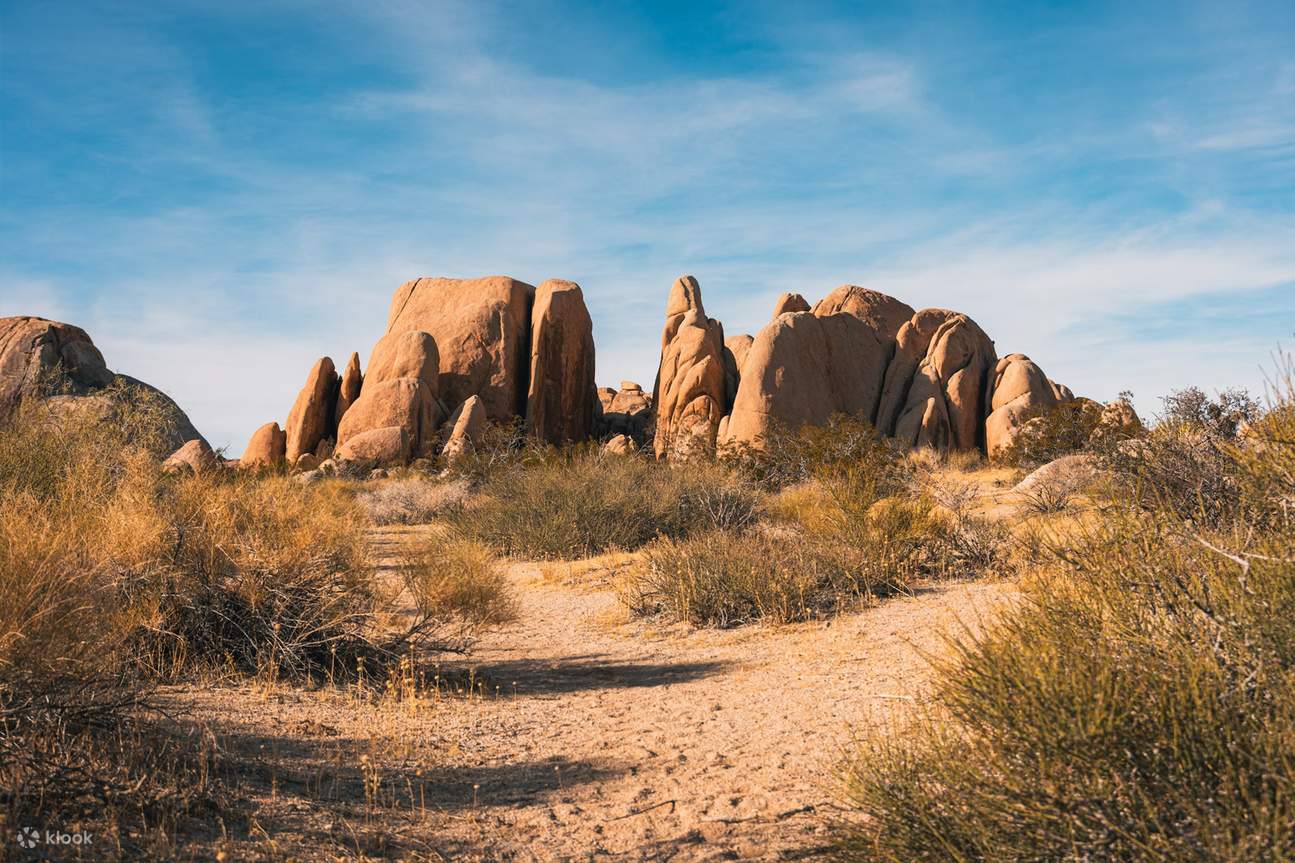 Los Angeles Round Trip | Joshua Tree National Park One-Day Independent ...