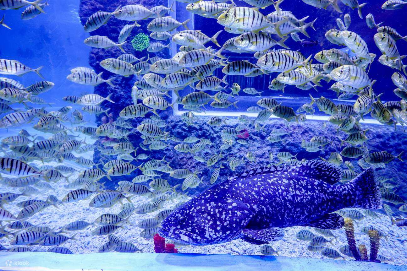 Tickets for Shenzhen Mission Hills Ocean World - Klook