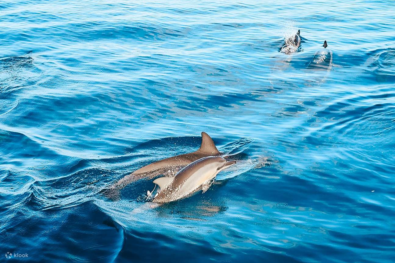 Kealakekua Bay Snorkel & Dolphin Watch in Hawaii - Klook Philippines