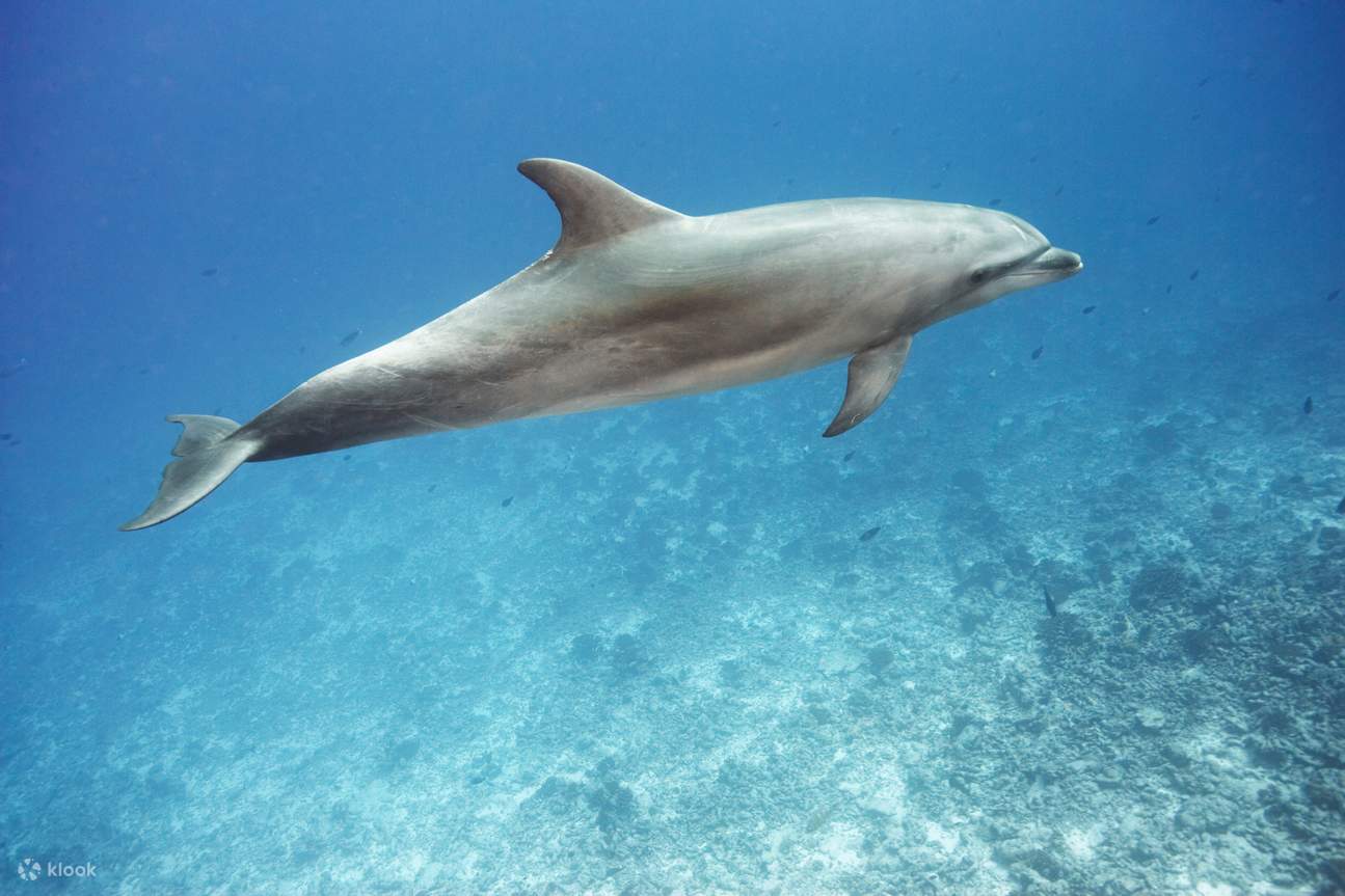 Dolphin House Reef Snorkeling Sea Trip With Transfer - Marsa Alam ...