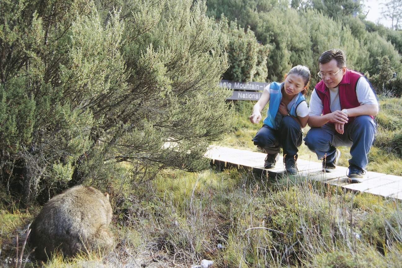 Cradle Mountain Fully Guided Day Tour In Tasmania - Klook Australia