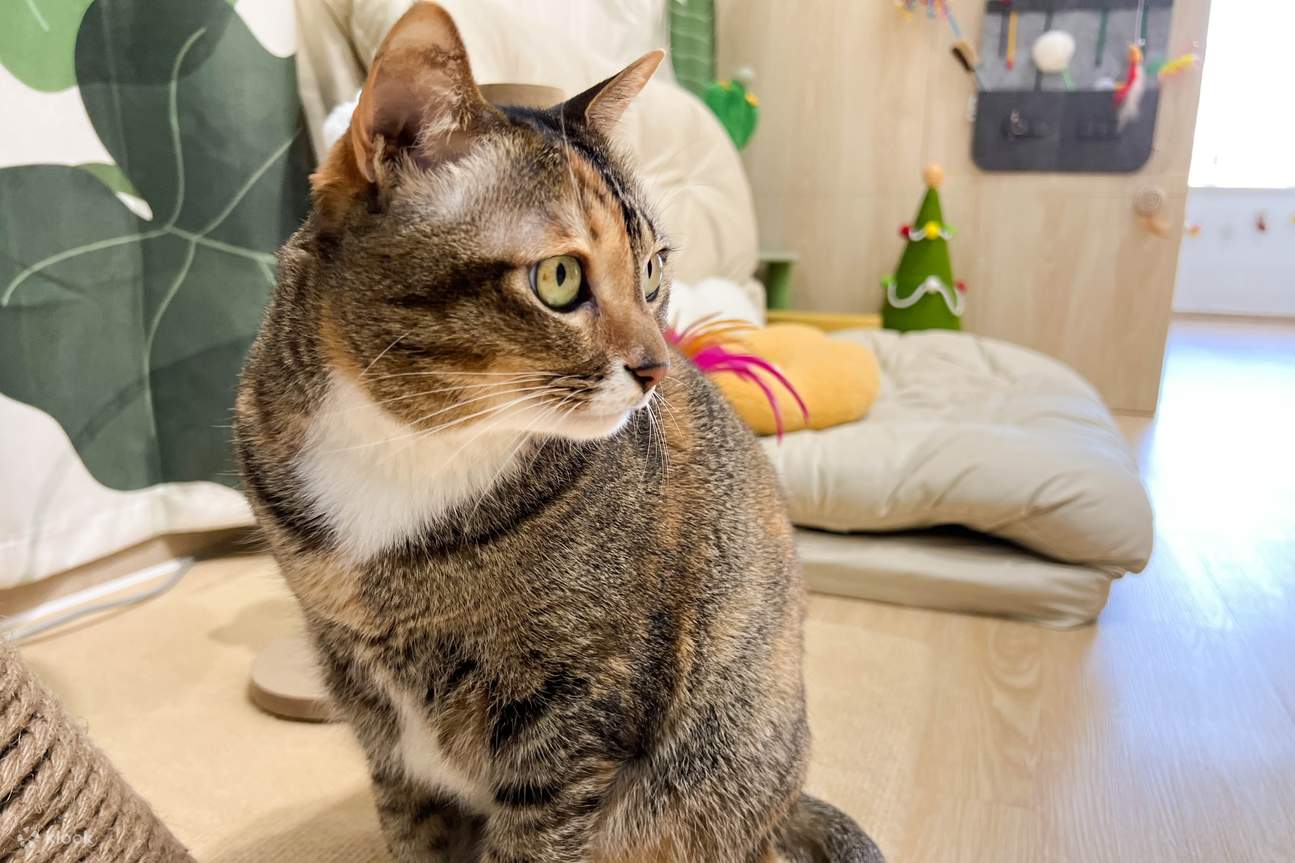 Catwalk Hotel - 홍콩의 고양이 호텔일 - 클룩 Klook 한국