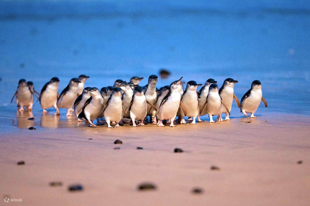 Phillip Island Sightseeing & Penguin Parade Tour - Klook Canada