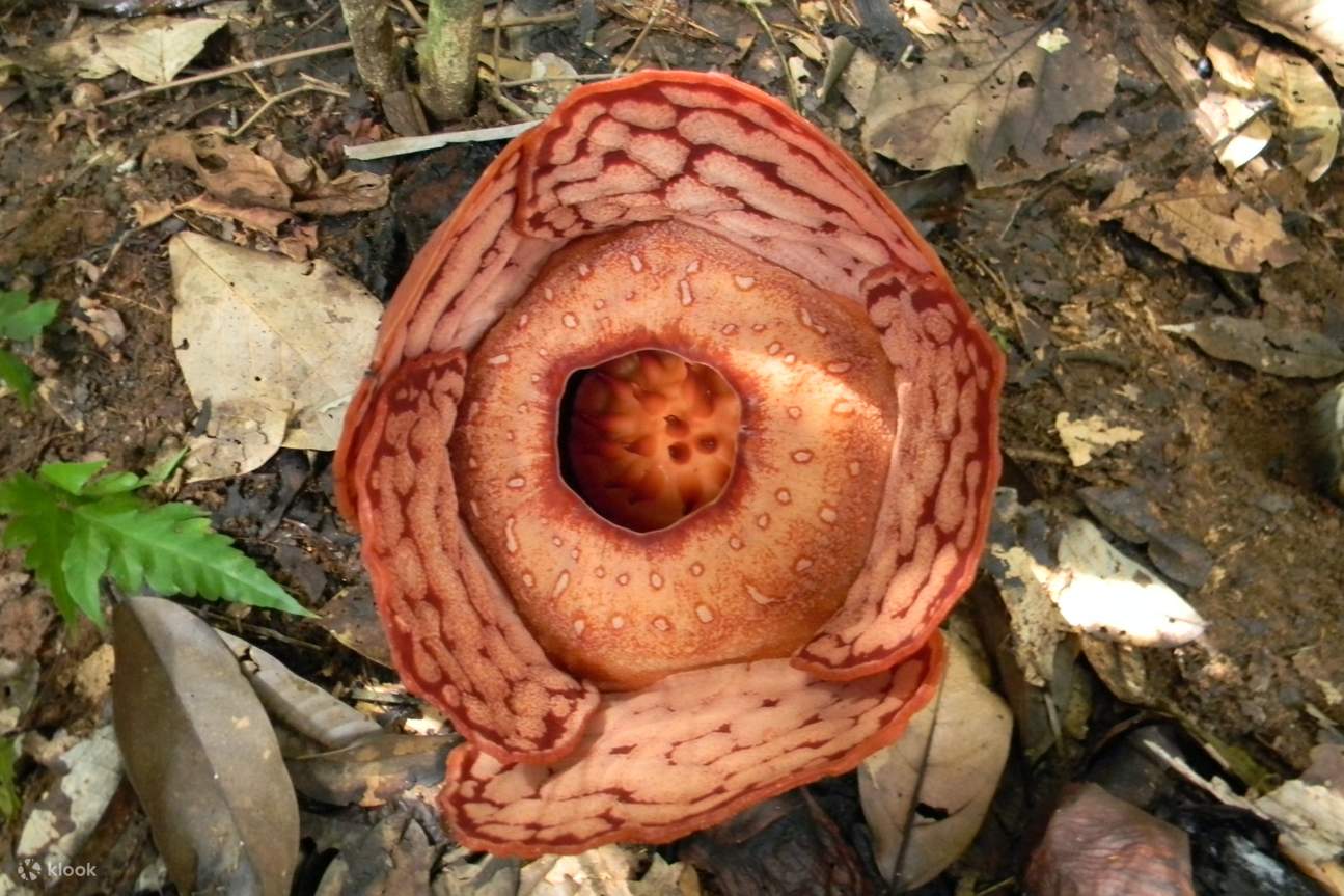 Rafflesia Trekking di Ipoh - Klook Indonesia