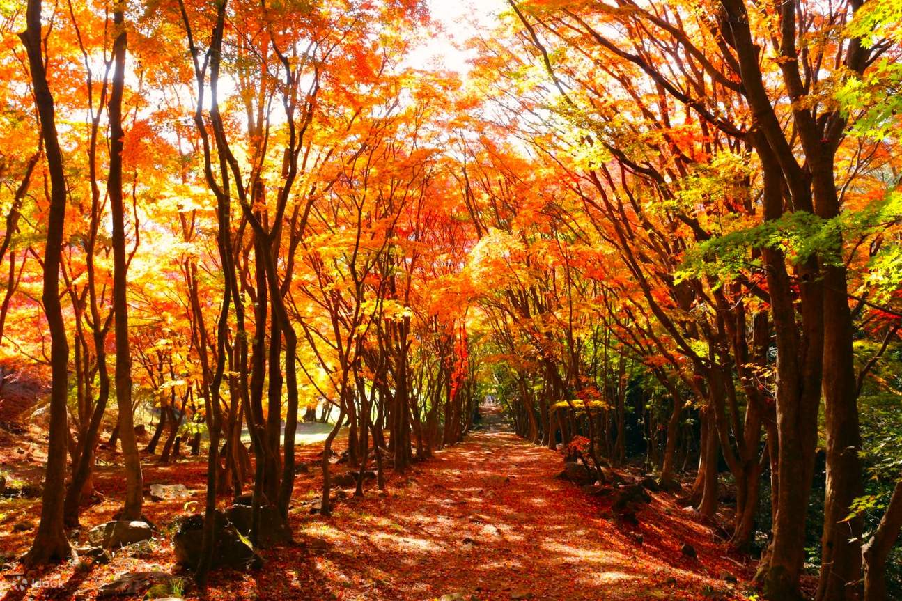 Kitakyushu - Kawachi Wisteria Garden, Mojiko port & Outlet 1Day Tour ...