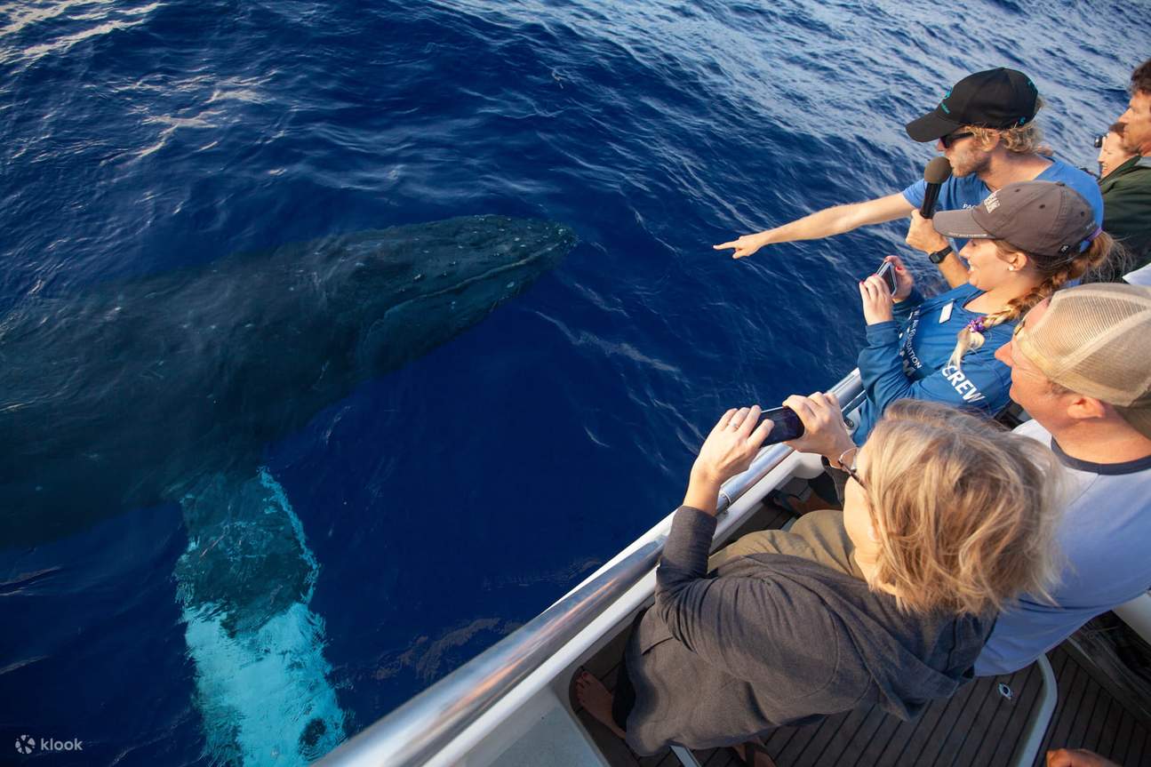 Exclusive Whale Watching with Experts in Maui - Klook Estados Unidos