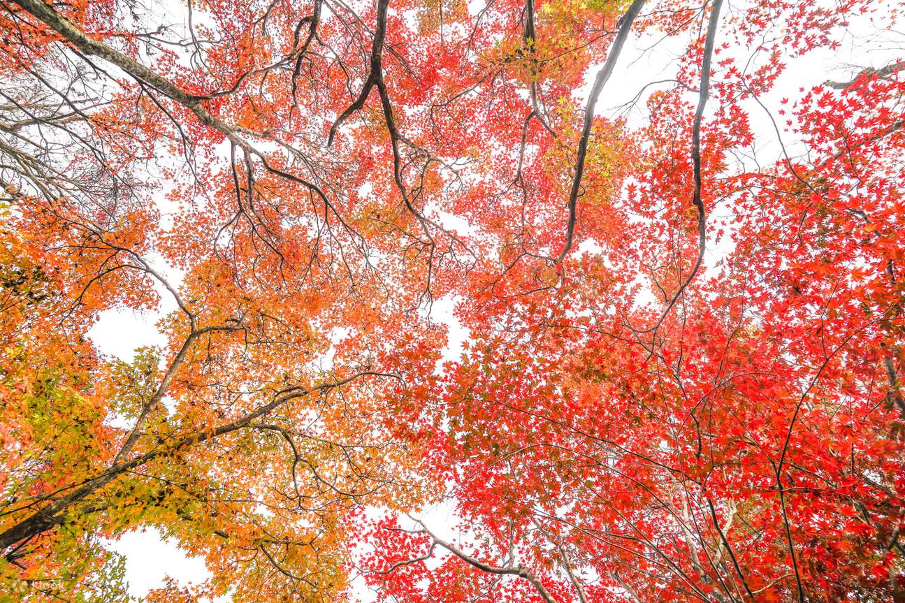 Kyoto Arashiyama Bamboo Forest & Garden Half Day Walking Tour - Klook ...