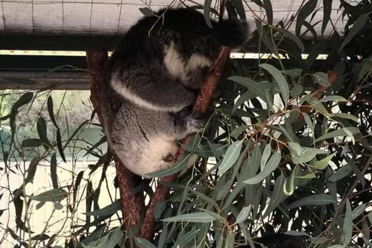 Pinnacle Desert Explorer with Lancelin Sandboarding Full Day Tour ...
