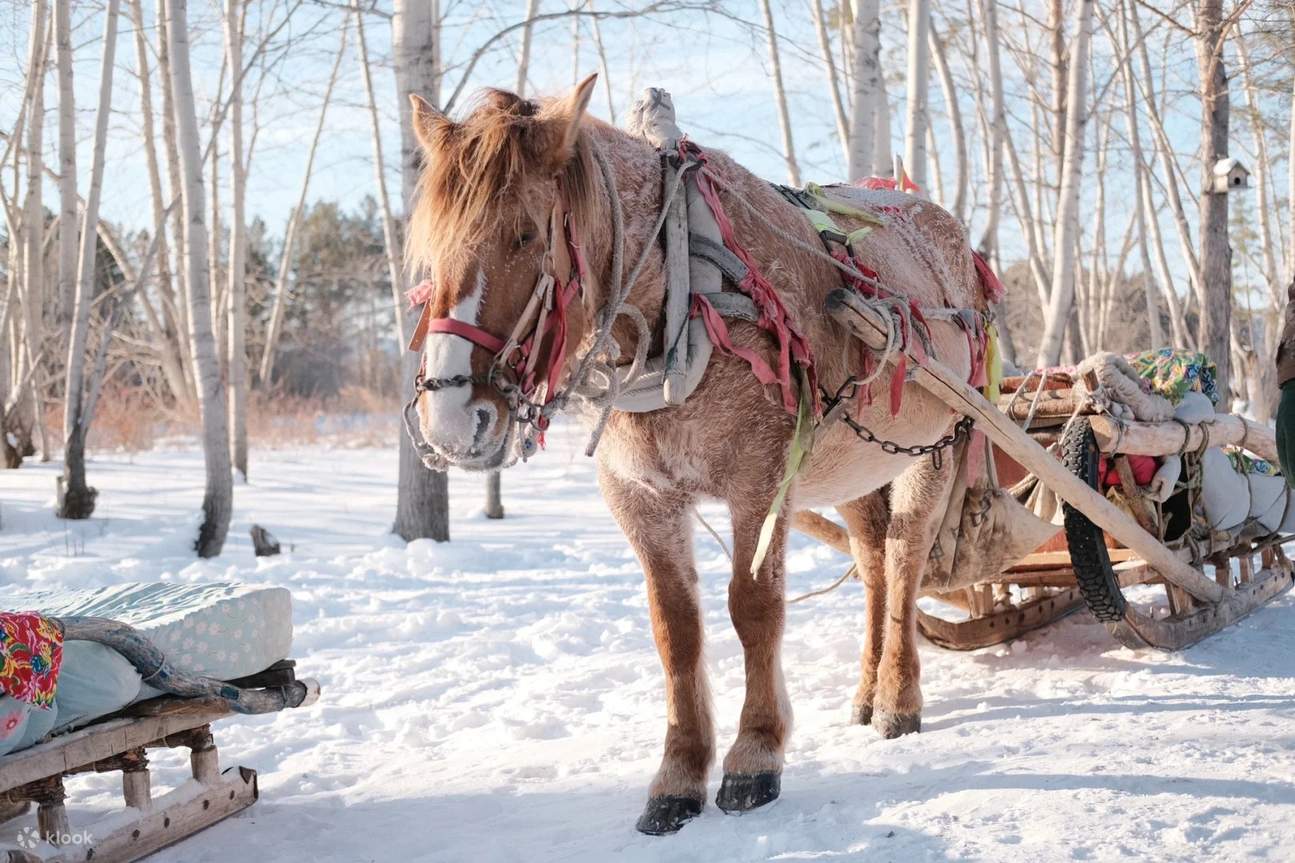 Northeast Harbin Passionate Skiing 1 Day (Yabuli Primary Ski Resort ...