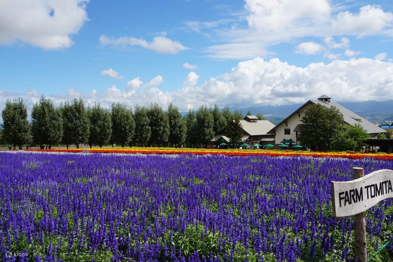 Furano and Biei One Day Bus Tour with All-you-can-eat Melon from ...