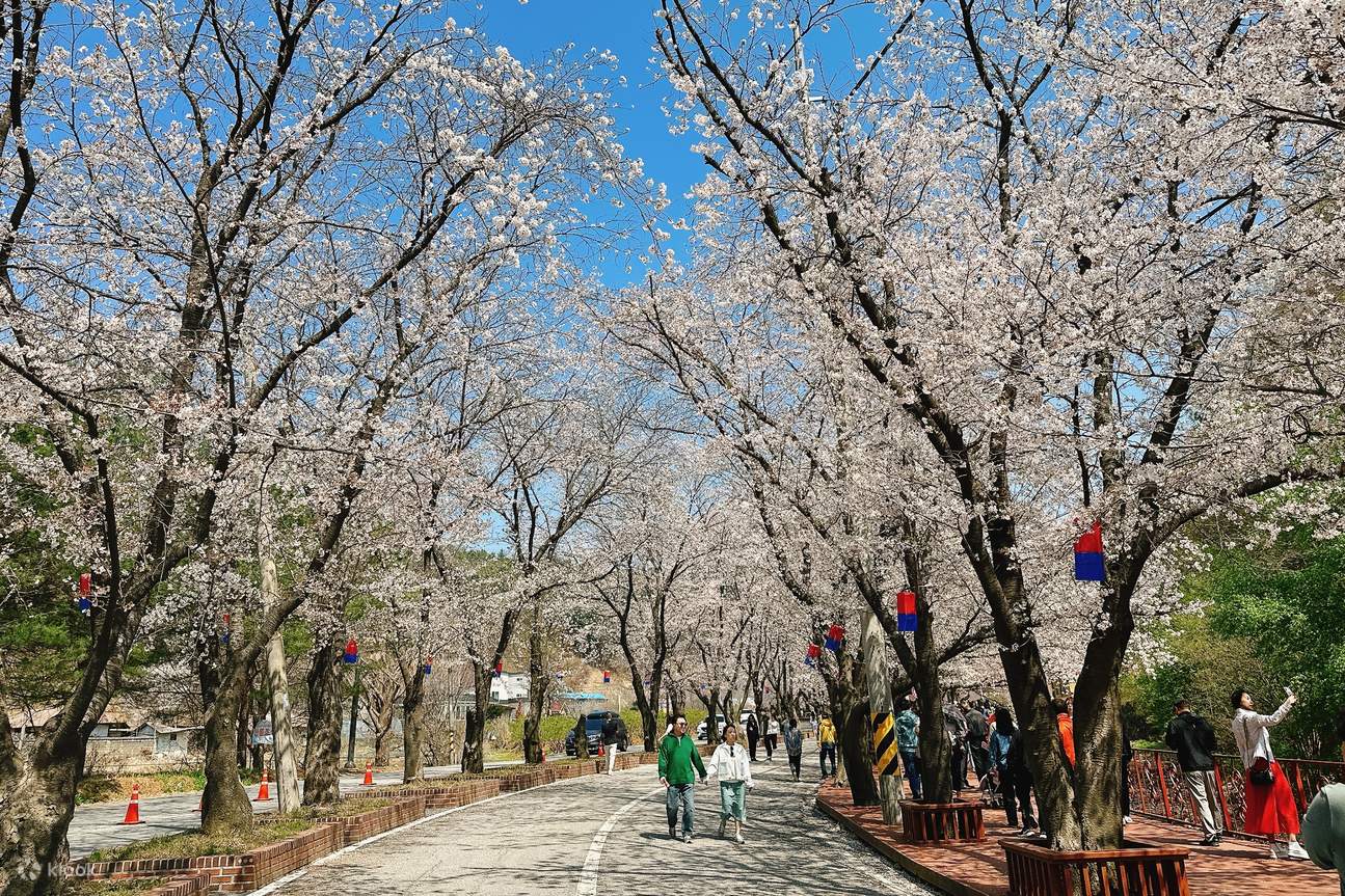 Daytour from Seoul | Romantic Cherry Blossom random Tour - Klook ...