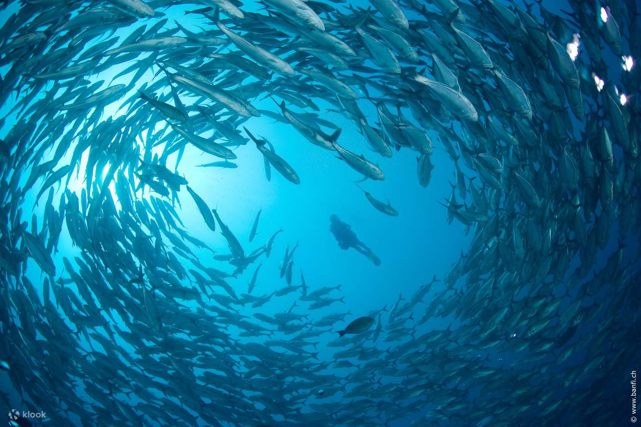 Candidasa Diving Experience By Gangga Divers in Bali - Klook United States