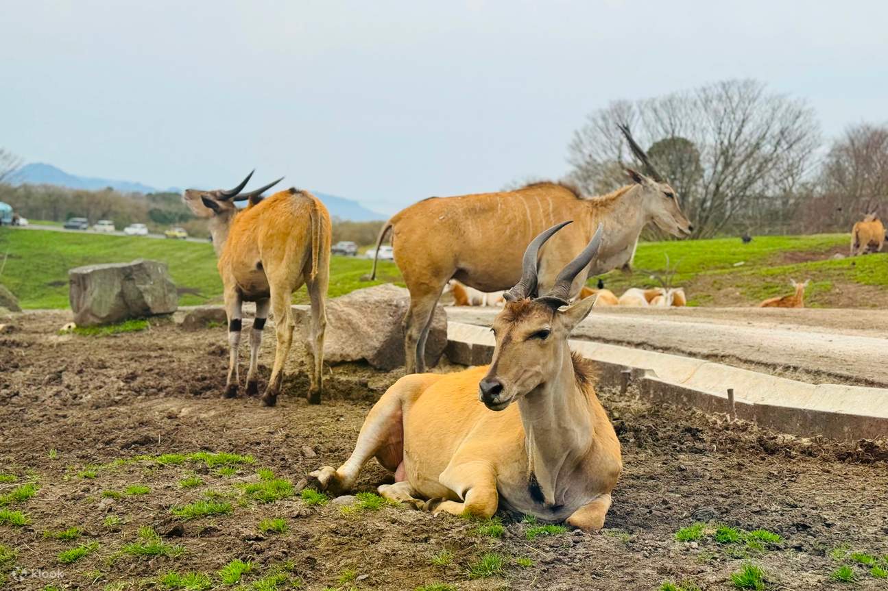 Oita｜Kyushu Natural Zoo & Yufuin Day Tour｜Depart from Fukuoka - Klook India