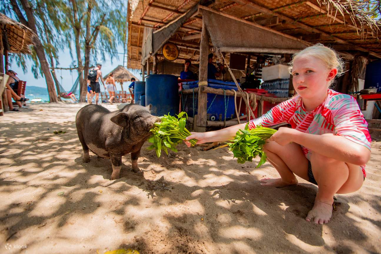 Pig and Tan Island Snorkeling Tour at Koh Samui - Klook India