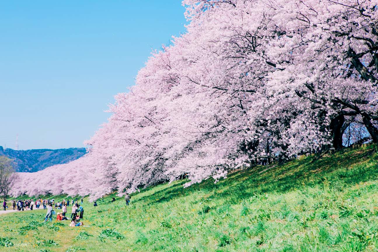 Festival Bunga Sakura Tepi Sungai Yodogawa Backwari untuk waktu ...