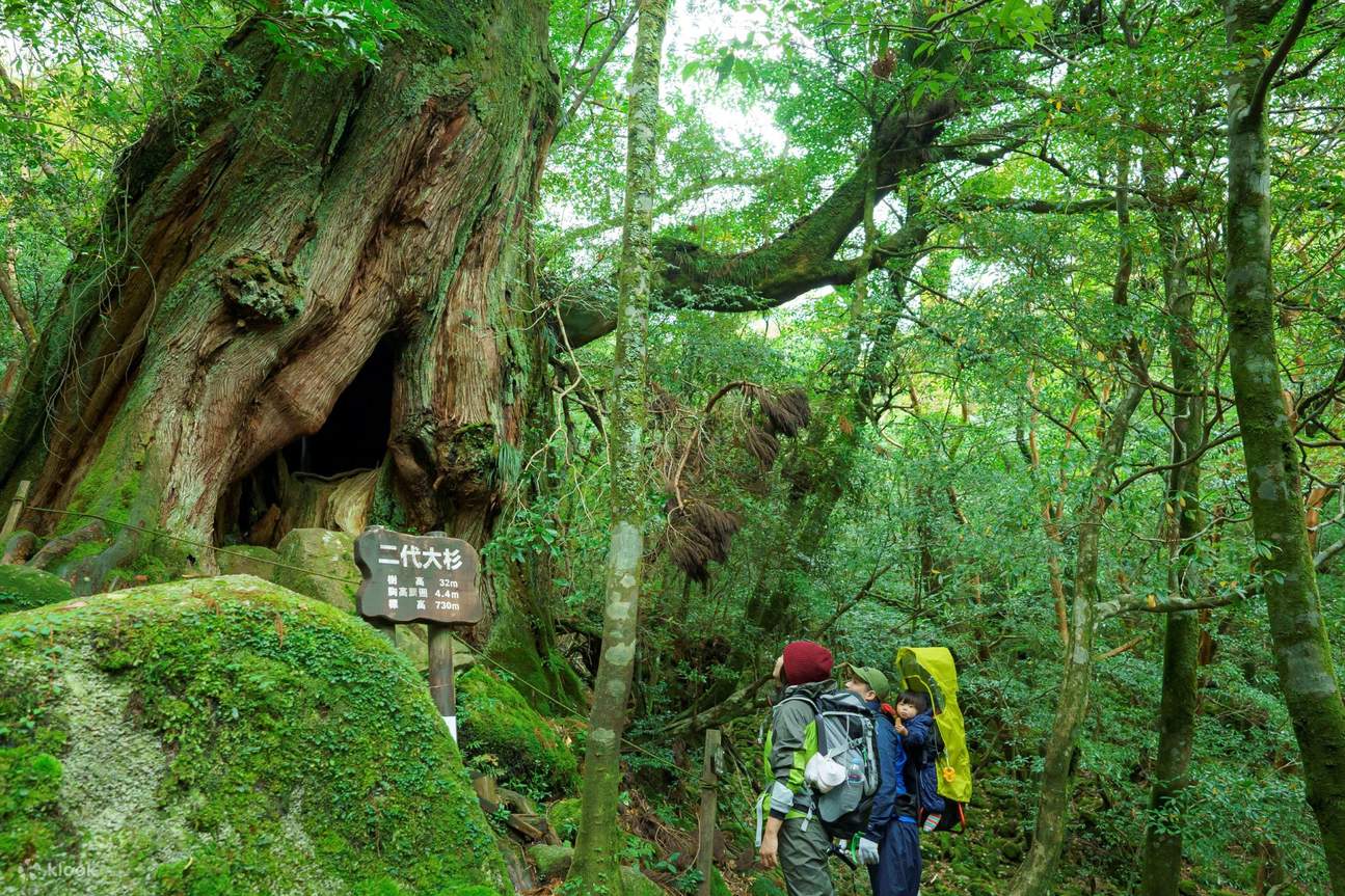 Yakushima Private Tour from Kagoshima via High-Speed Jetfoil Toppy - Klook