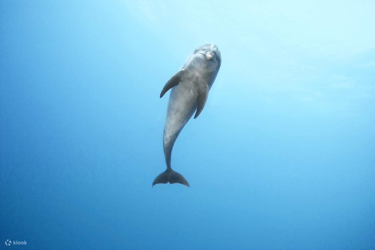 Dolphin House Reef Snorkeling Sea Trip With Transfer - Marsa Alam - Klook