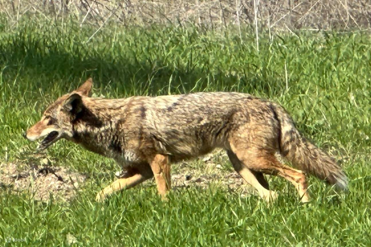Wild Backside of Griffith Park dan Lawatan Basikal Sungai LA - Klook ...