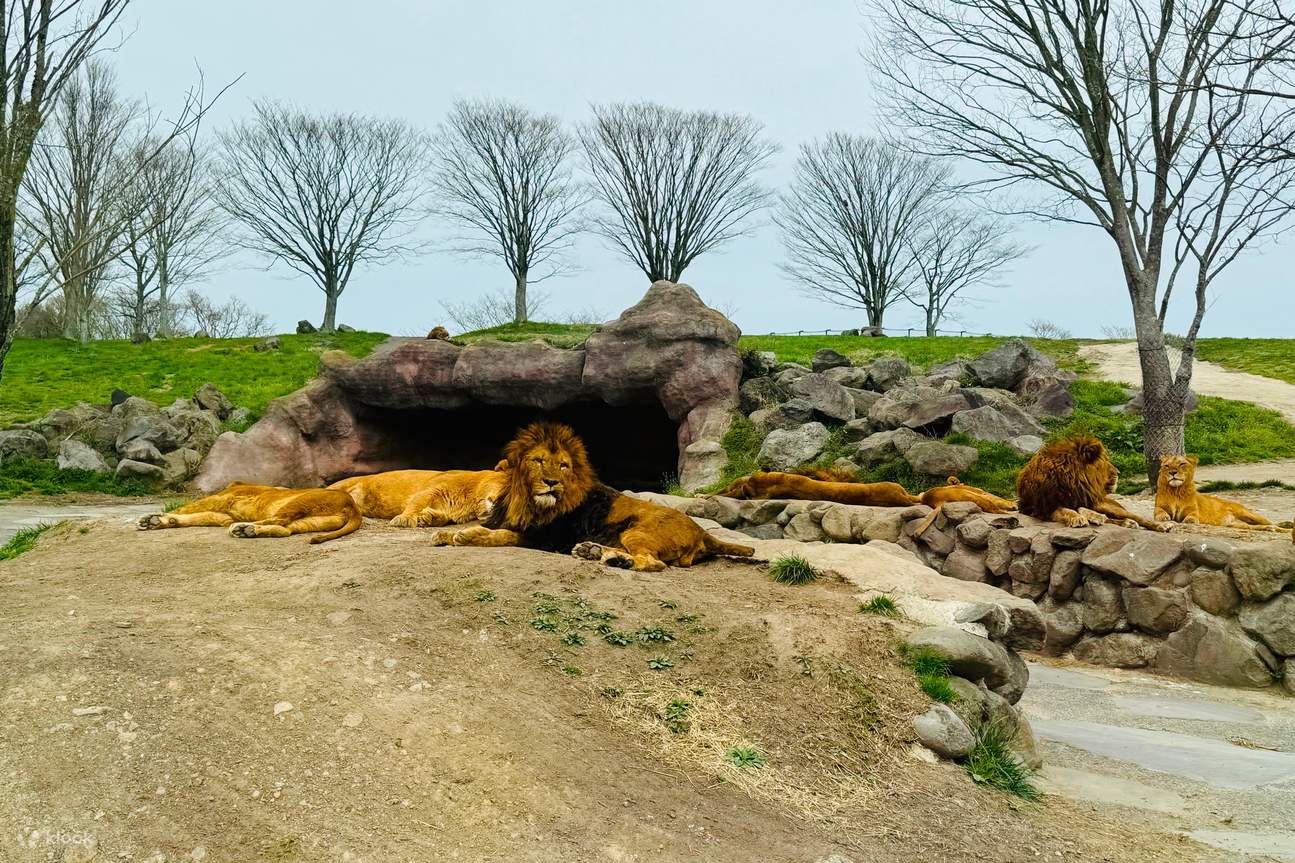 Oita｜Kyushu Natural Zoo & Yufuin Day Tour｜Depart from Fukuoka - Klook ...