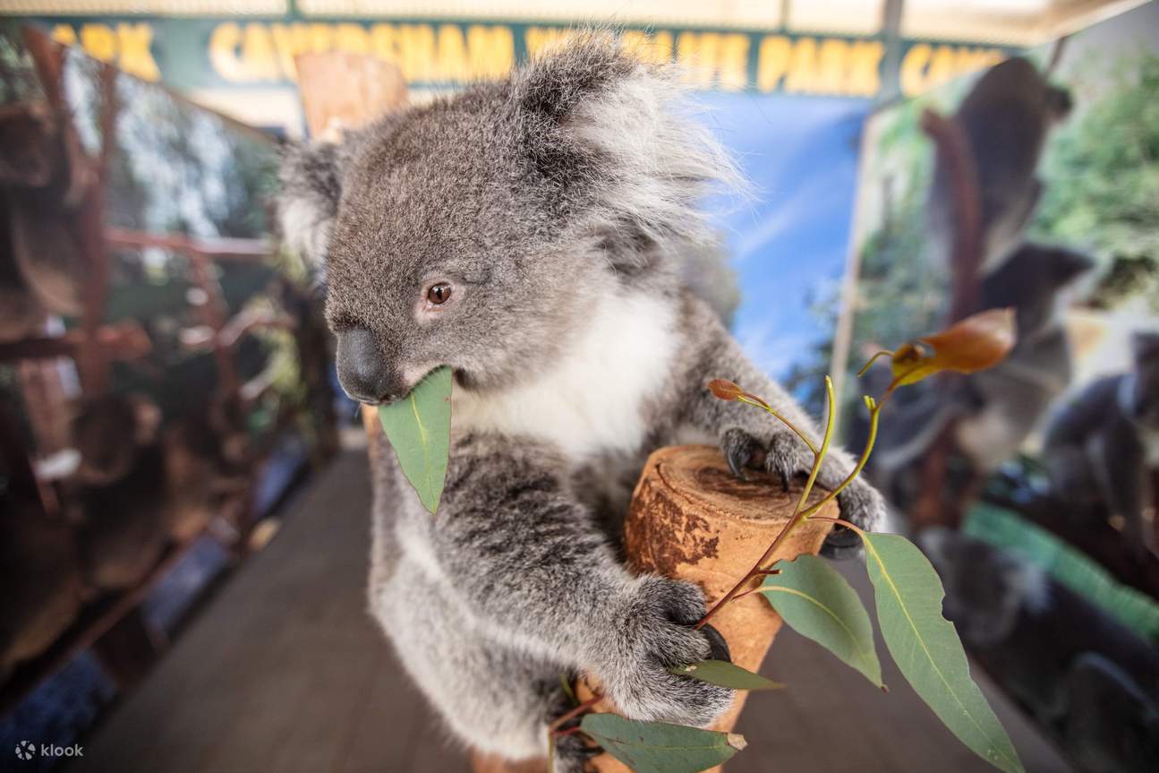 Los pináculos, los koalas y la aventura en la arena - Klook Estados Unidos