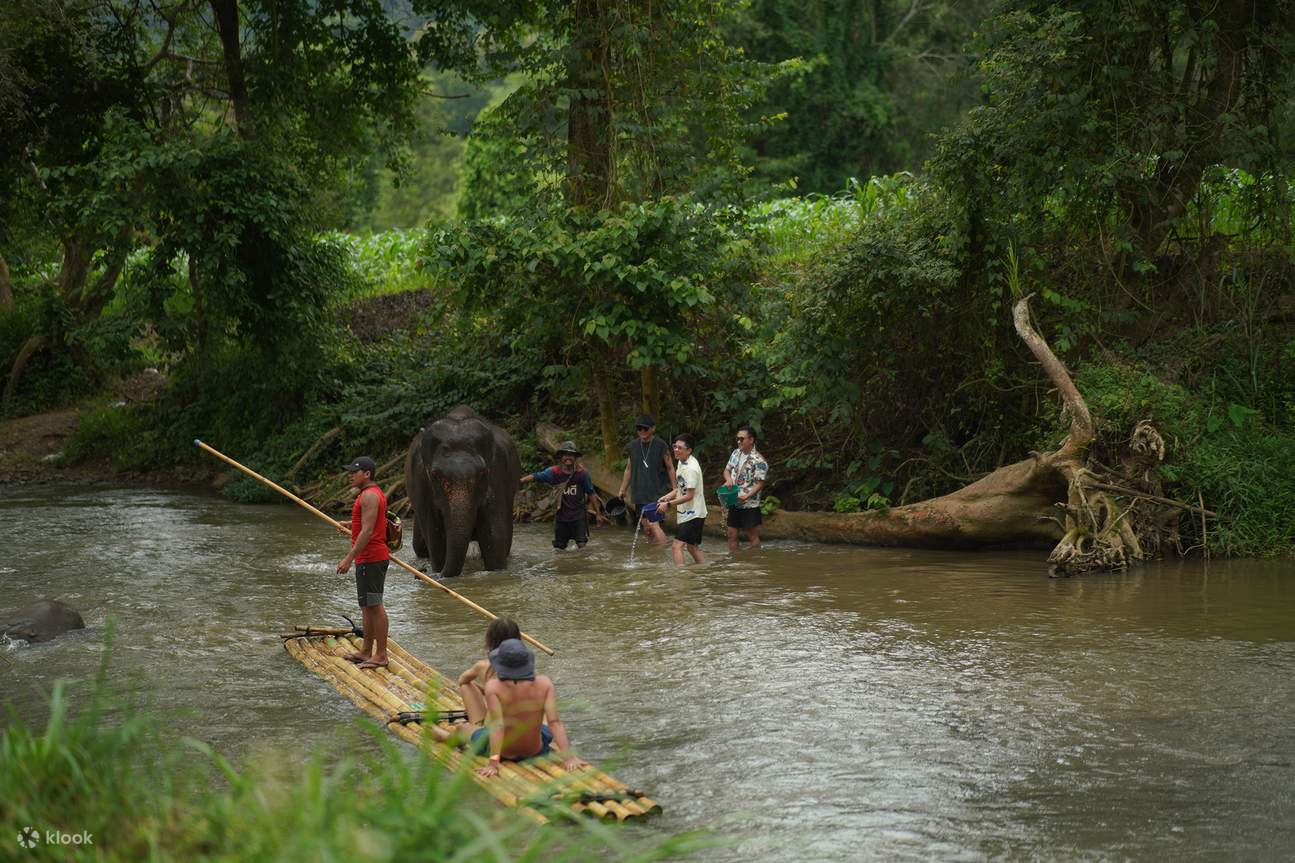 Sertai Di Chiang Mai: Lawatan Ziplines Penjagaan Gajah Kebangsaan & Arung Bambu di Chaing mai ...