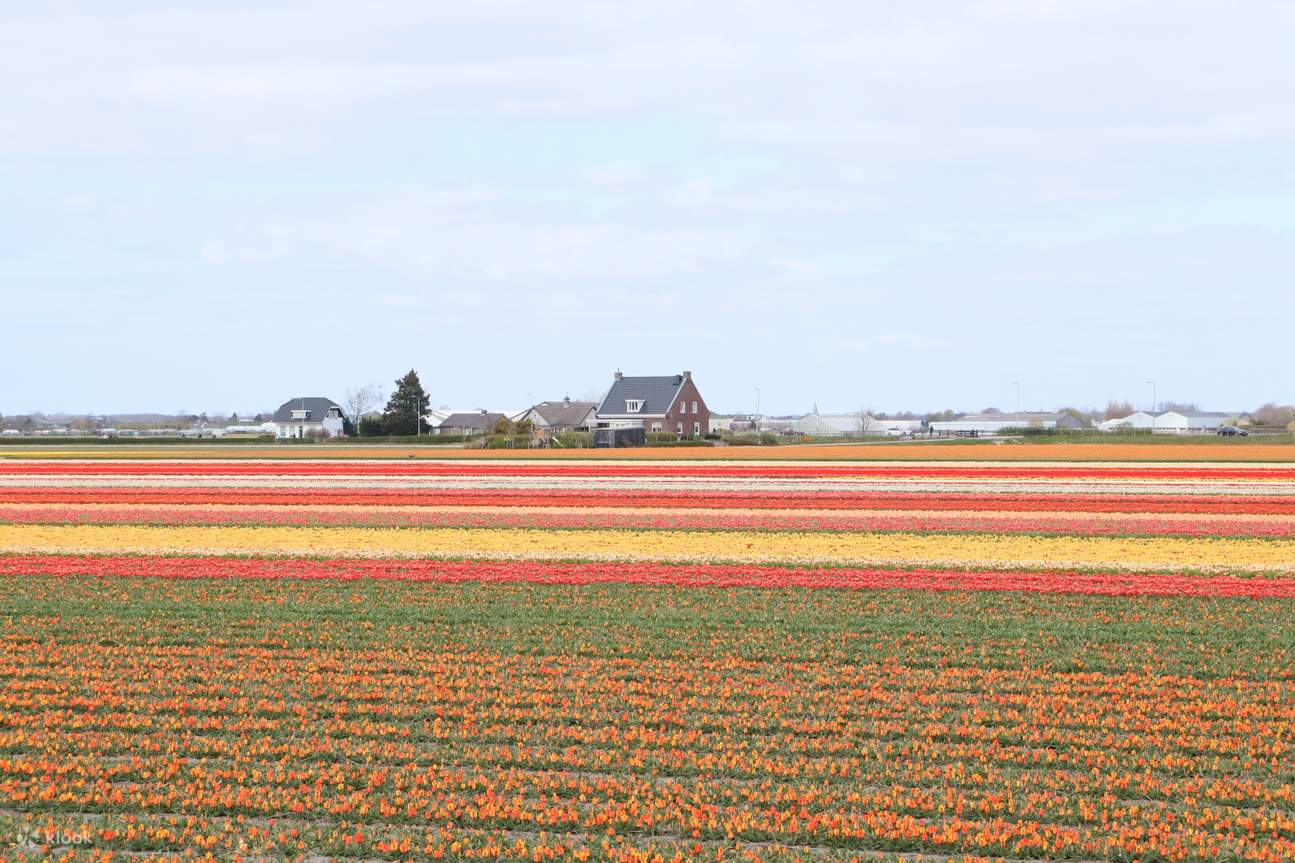 Tulip Tour Keukenhof dan City Tour Delft | Terokai Padang Tulip yang ...