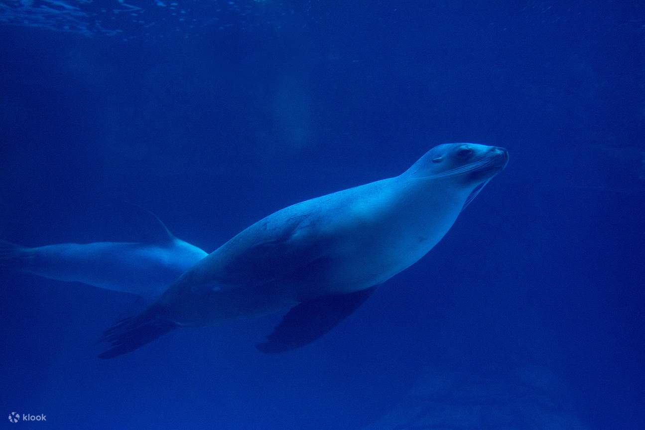 Experiencia de nado con focas en el acuario SEA LIFE Sunshine Coast ...