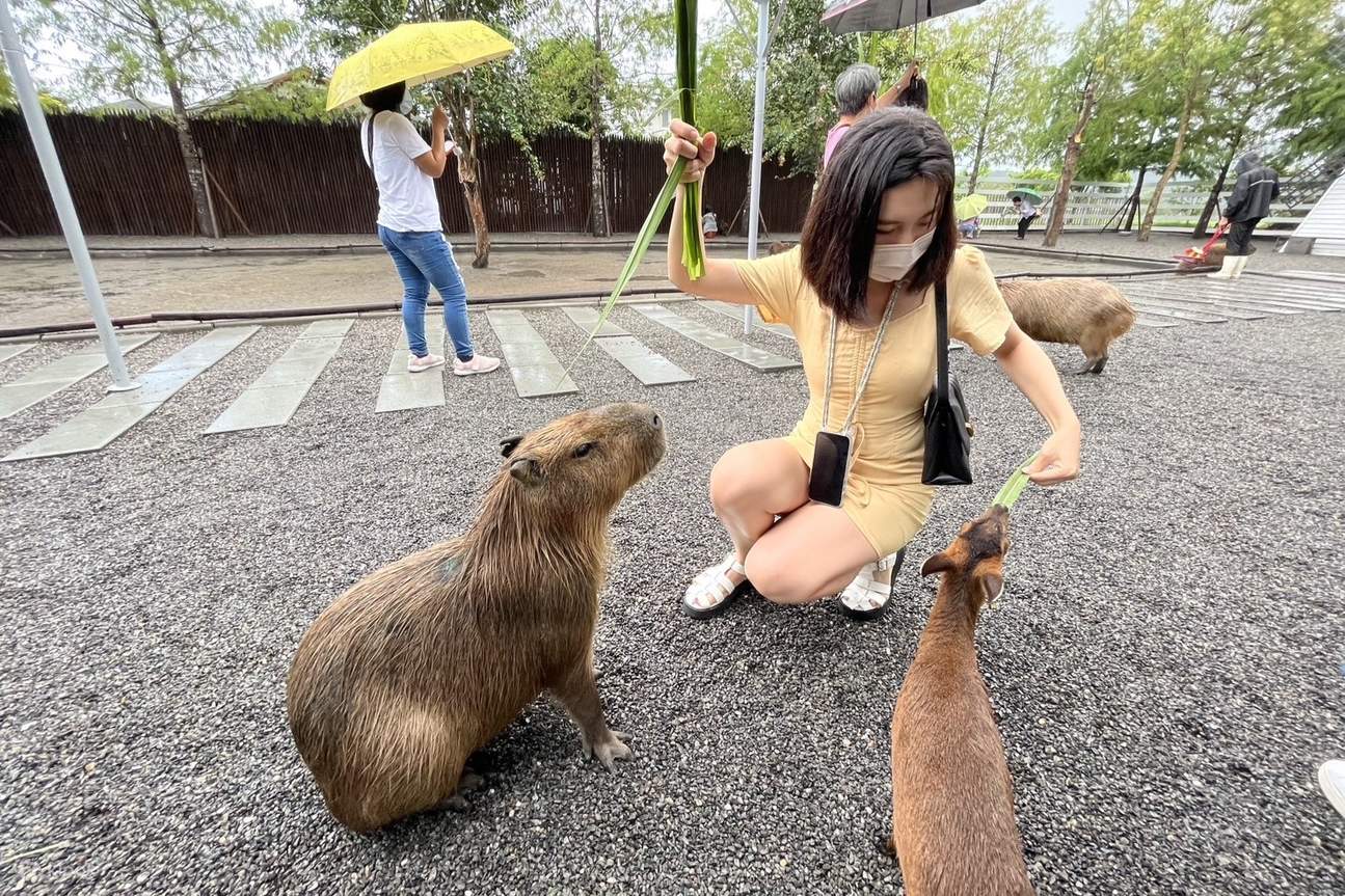Zhang Mei Ama’s Farm Ticket in Yilan - Klook Singapore