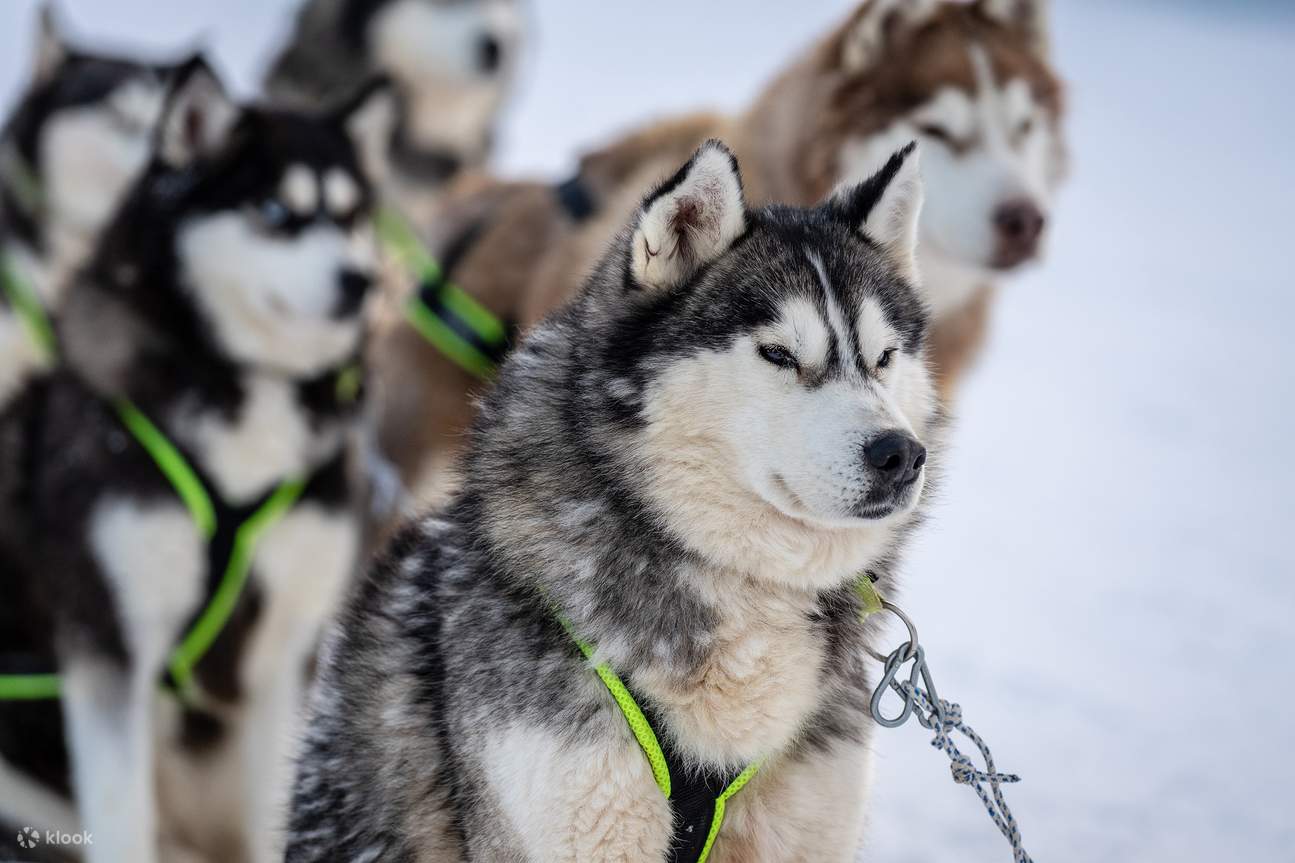 Husky Kennel Visit and Sledding Tour - Klook Indonesia